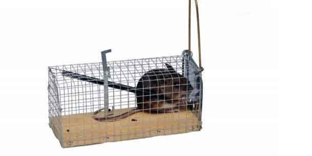 Opinion: Internet Consultation as The Hague’s Booby Trap for the BES ...